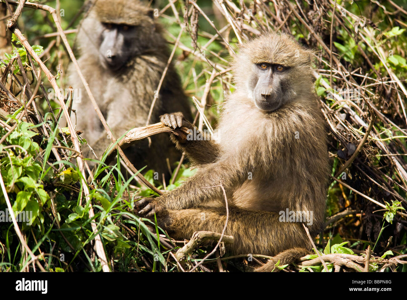 Baboons sitting in tree - Aberdares National Park, Kenya Stock Photo ...