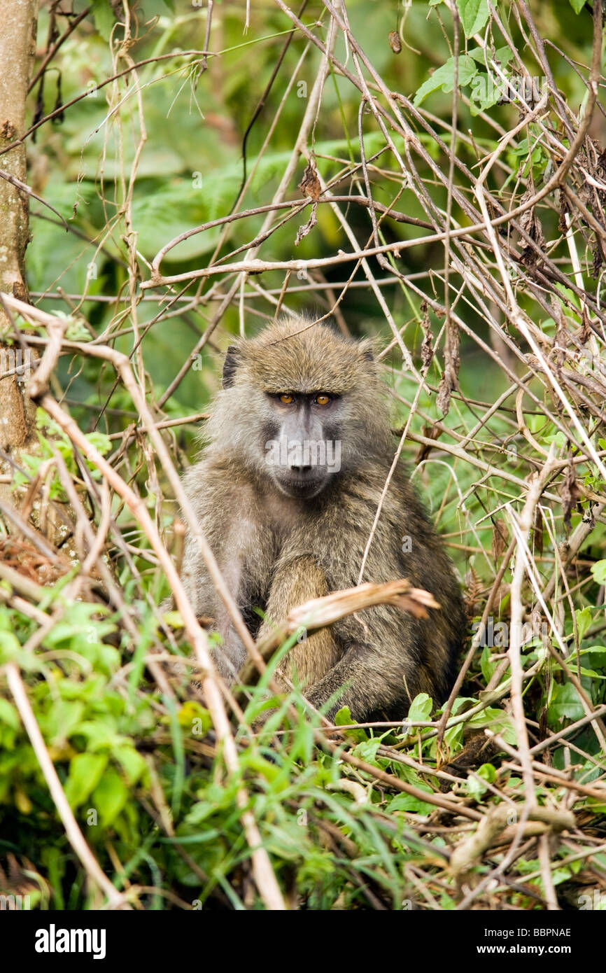 Baboon sitting in tree - Aberdares National Park, Kenya Stock Photo - Alamy
