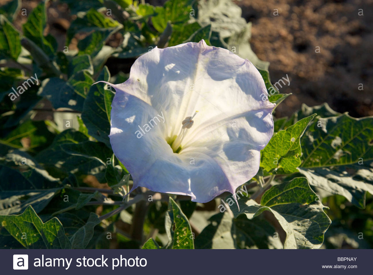 Sacred Datura Stock Photos & Sacred Datura Stock Images - Alamy