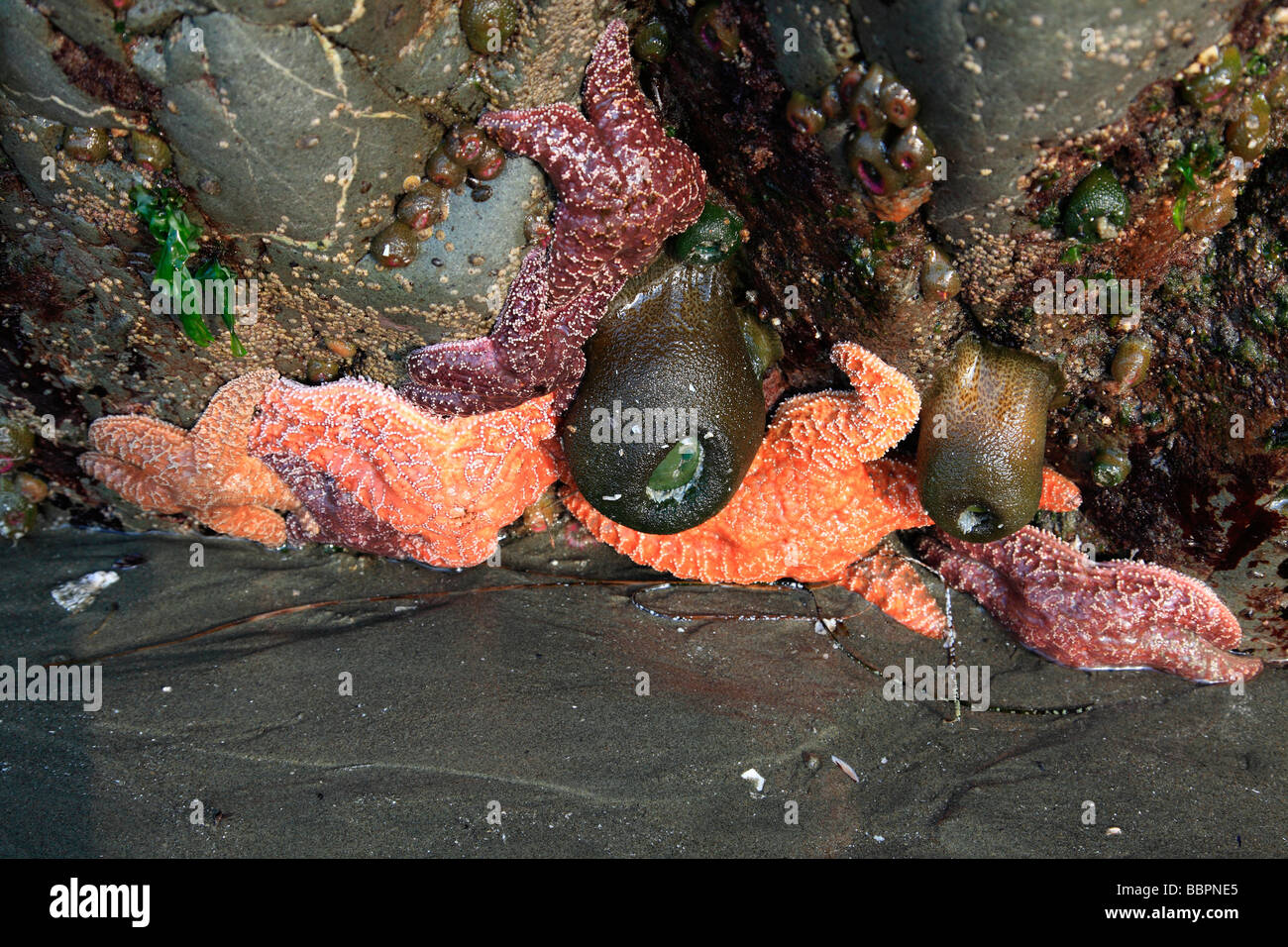 Star shaped sea creatures hi-res stock photography and images - Alamy