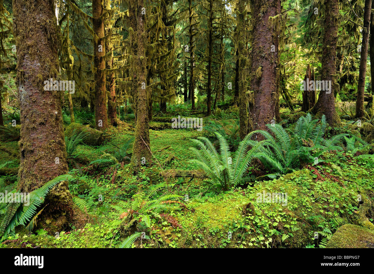 Baum washington hi-res stock photography and images - Alamy