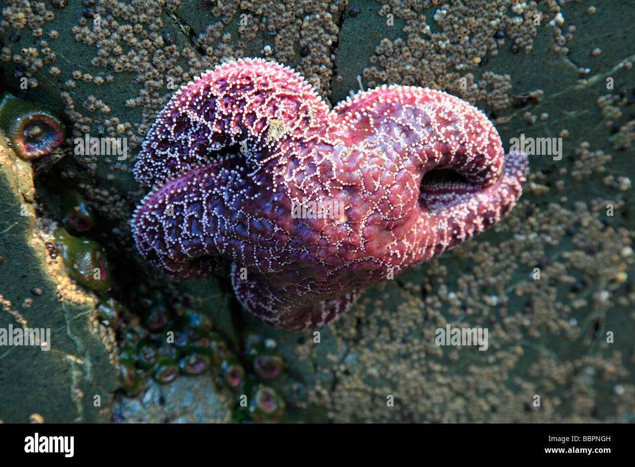 Star shaped sea creatures hi-res stock photography and images - Alamy