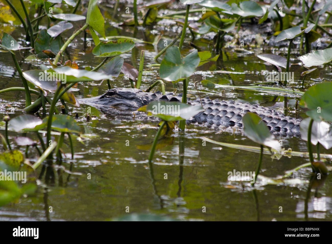 Alligators are in abundance at the base of the Shark Valley Observation ...