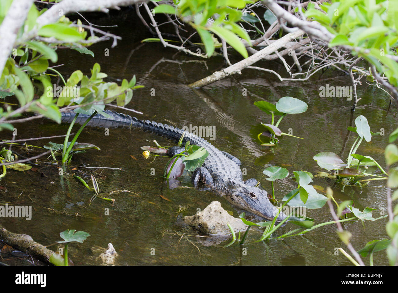 Alligators are in abundance at the base of the Shark Valley Observation ...