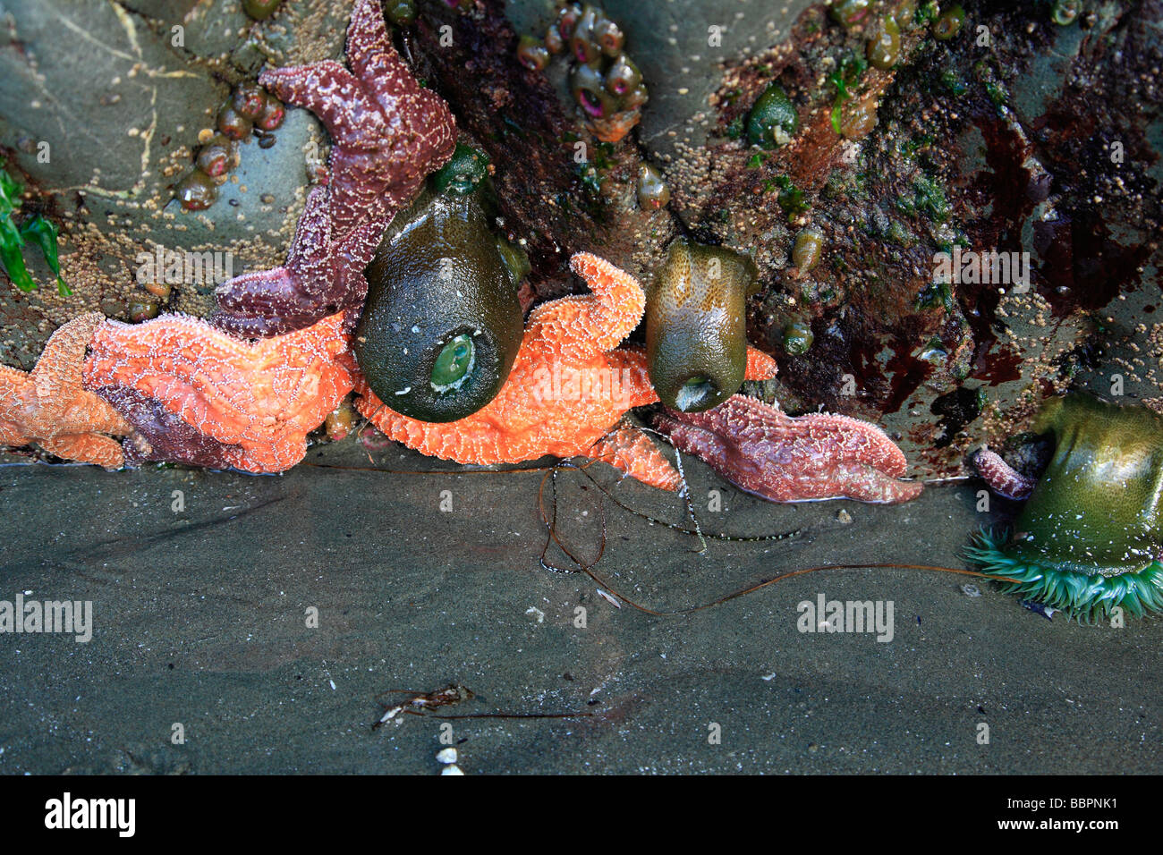 Order actiniaria hi-res stock photography and images - Alamy