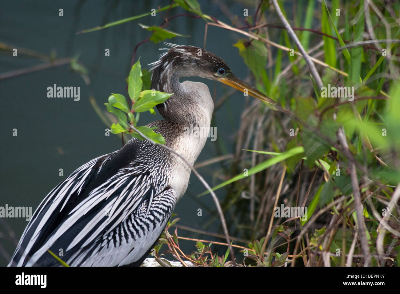Birds abound on the Anhinga Trail at Royal Palm, near the Ernest F. Coe ...