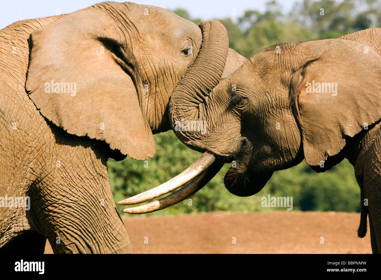 African elephants touch trunks hi-res stock photography and images - Alamy