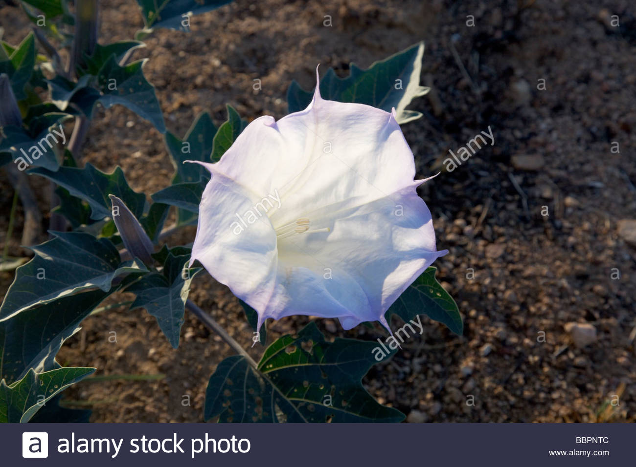 Datura Meteloides High Resolution Stock Photography and Images - Alamy