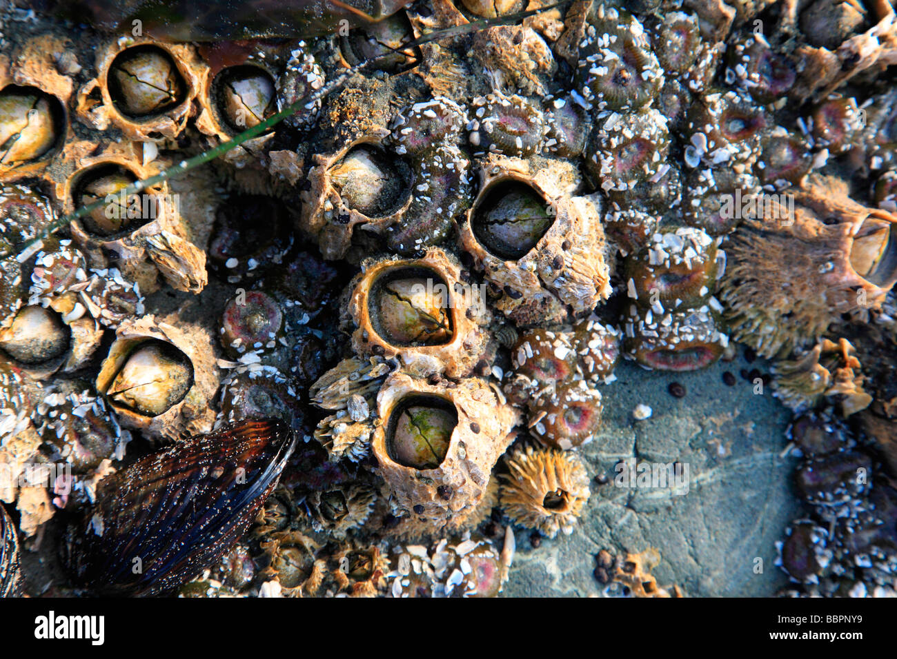 Barnacles hi-res stock photography and images - Alamy