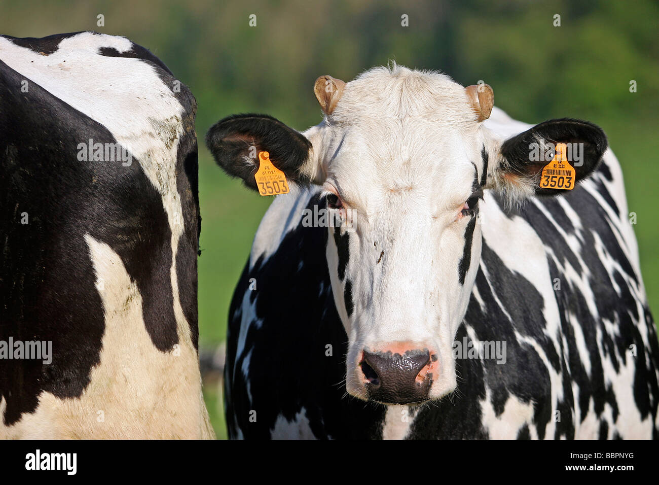 Primholstein holstein cow hi-res stock photography and images - Alamy