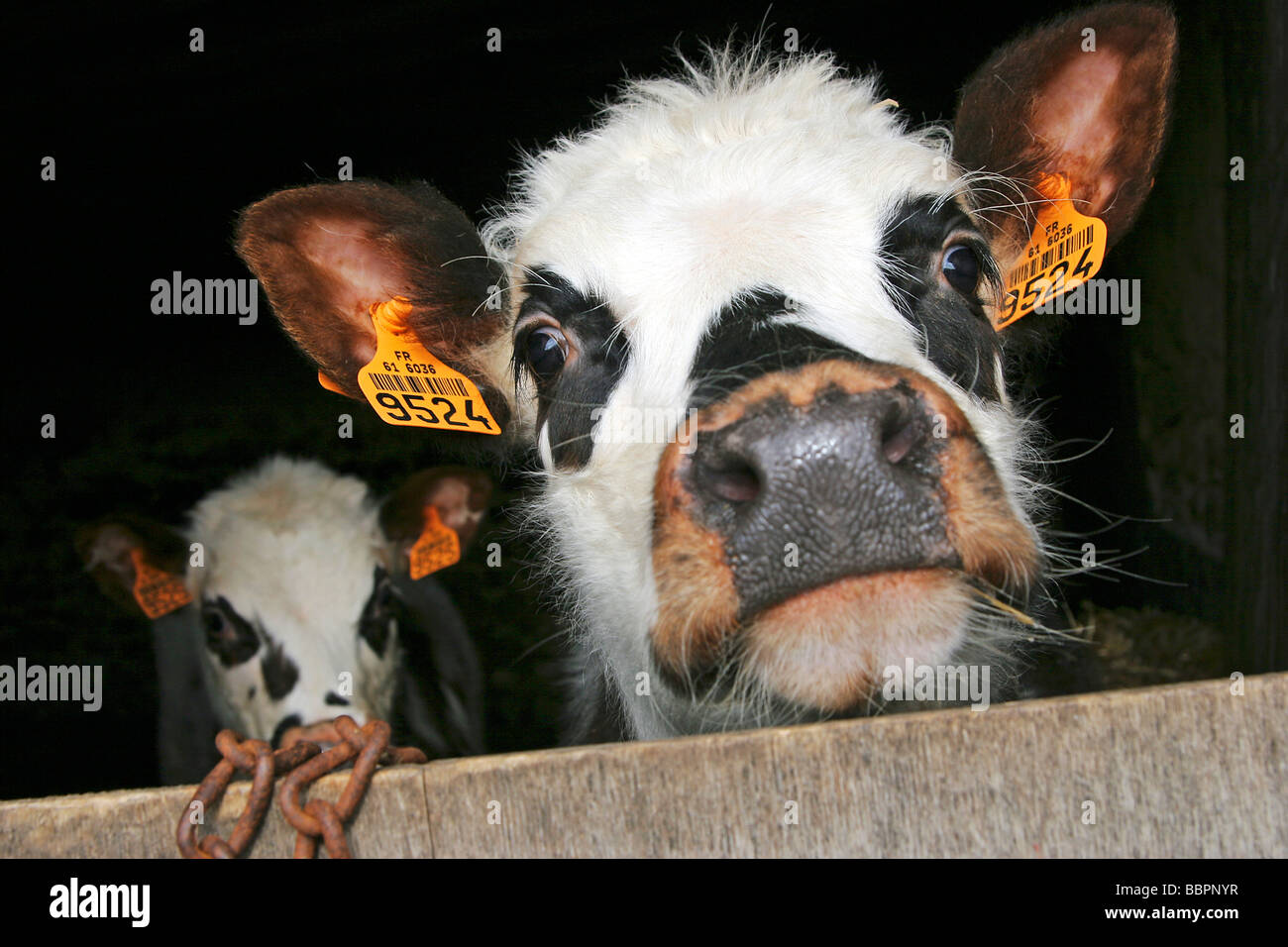 NORMANDY CALF, ORNE (61 Stock Photo - Alamy