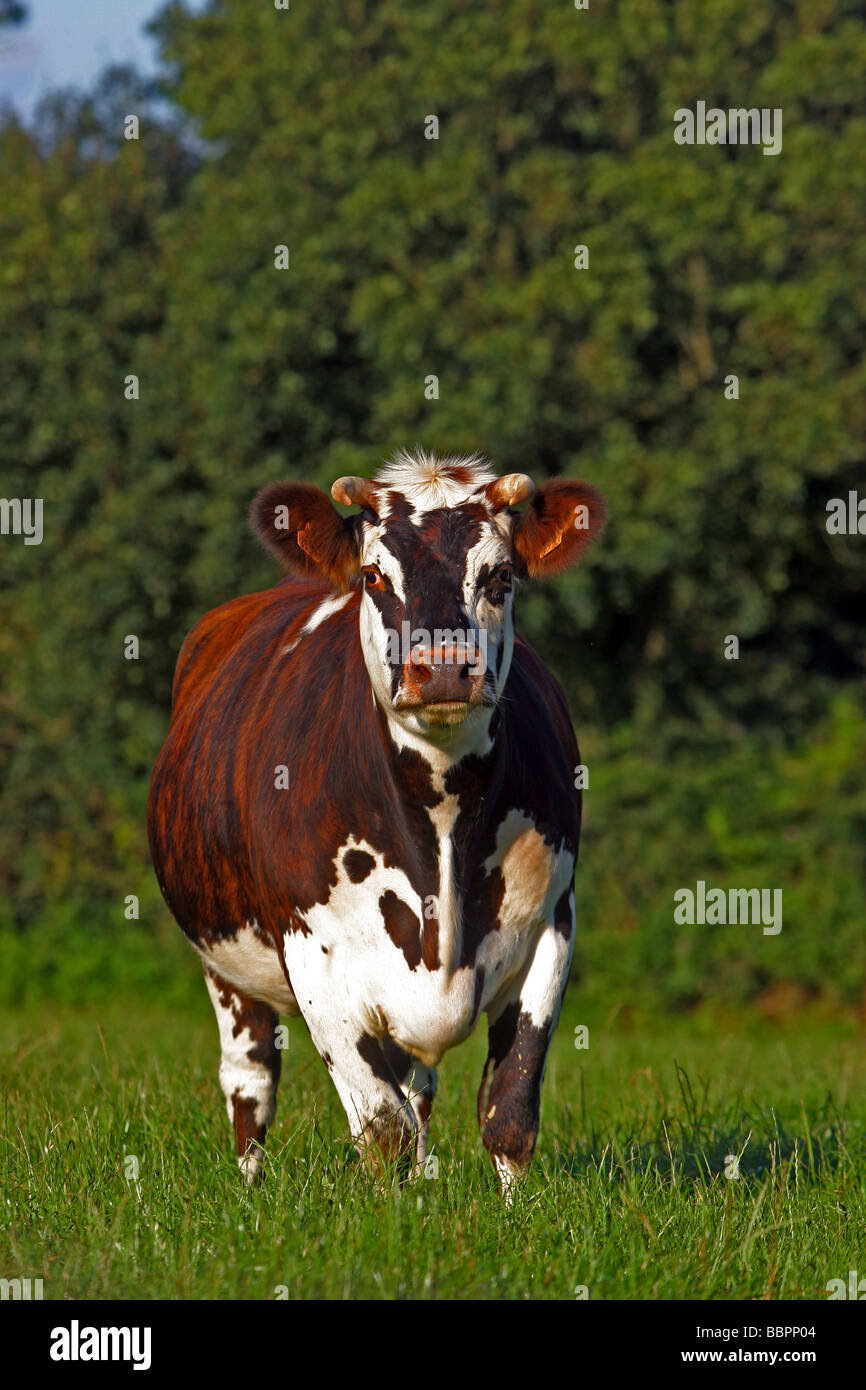 NORMANDY COW IN A MEADOW, ORNE (61 Stock Photo - Alamy
