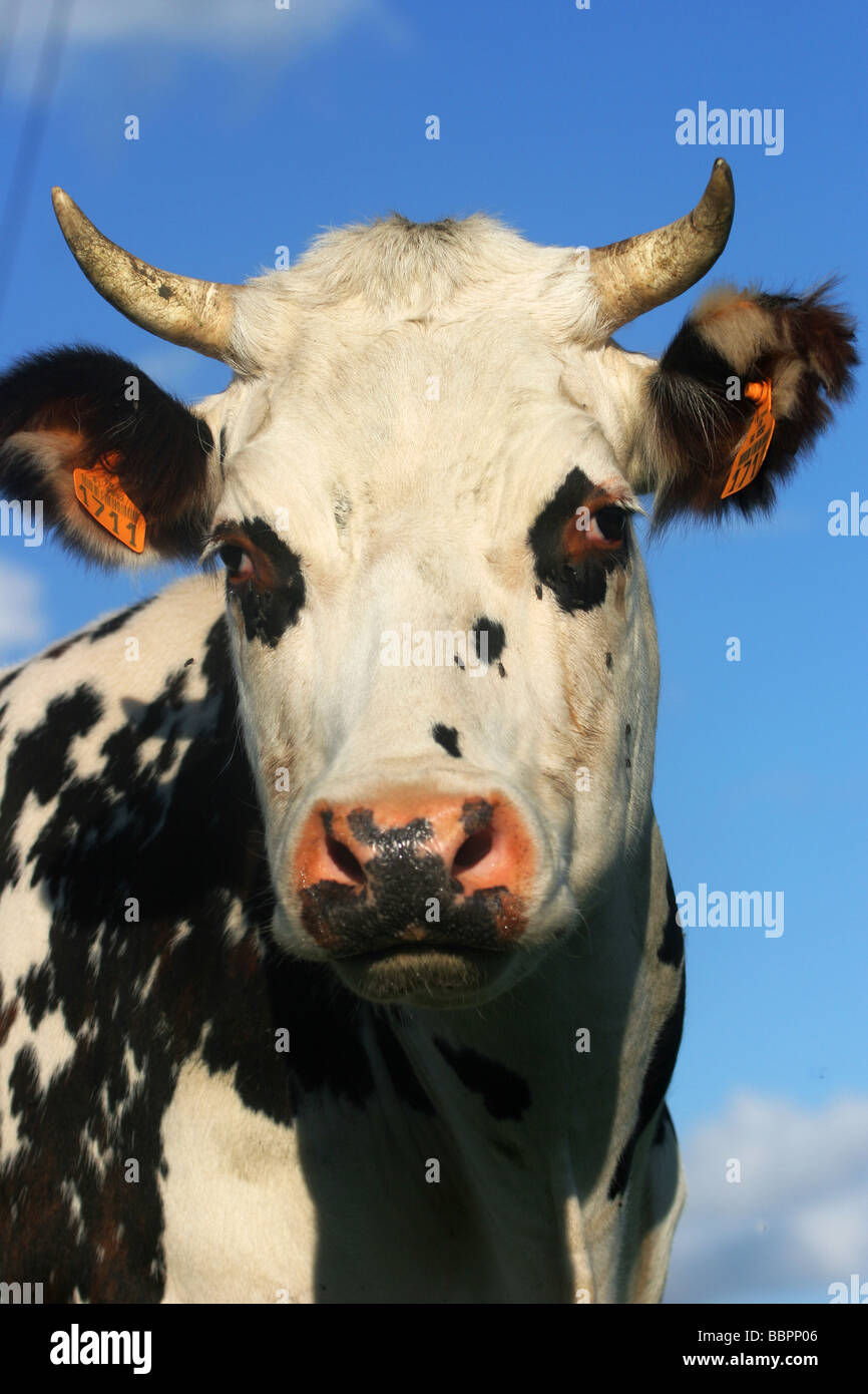 NORMANDY COW, ORNE (61 Stock Photo - Alamy