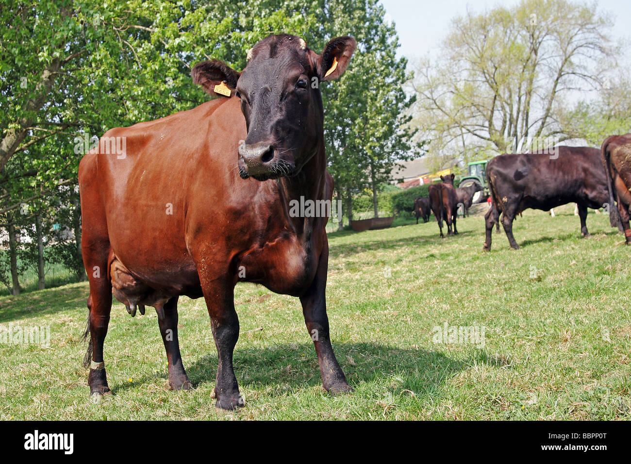 Race flamande hi-res stock photography and images - Alamy