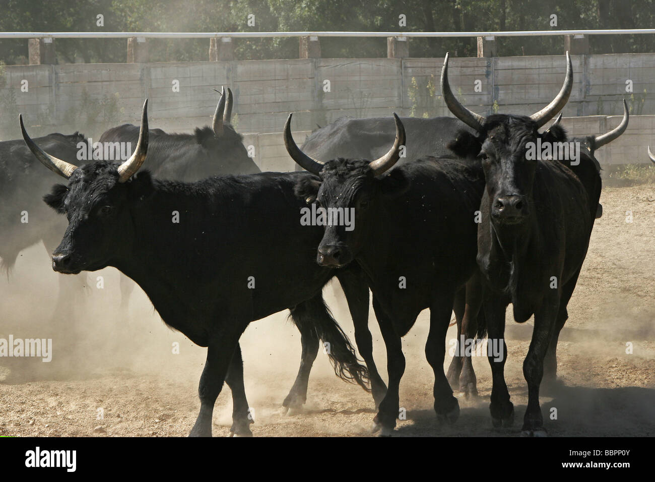 Cow farm camargue hi-res stock photography and images - Alamy