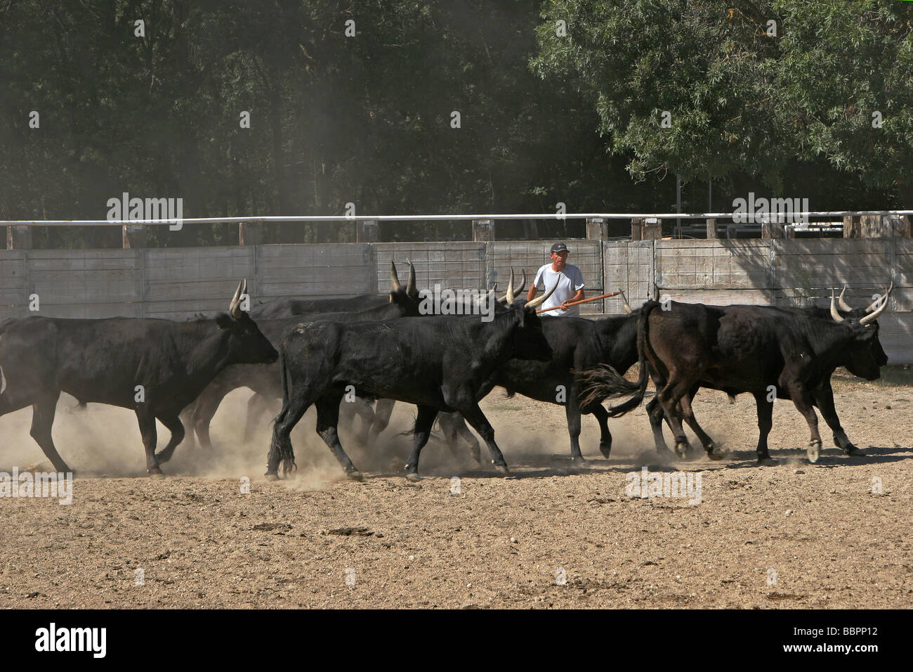 Cow farm camargue hi-res stock photography and images - Alamy