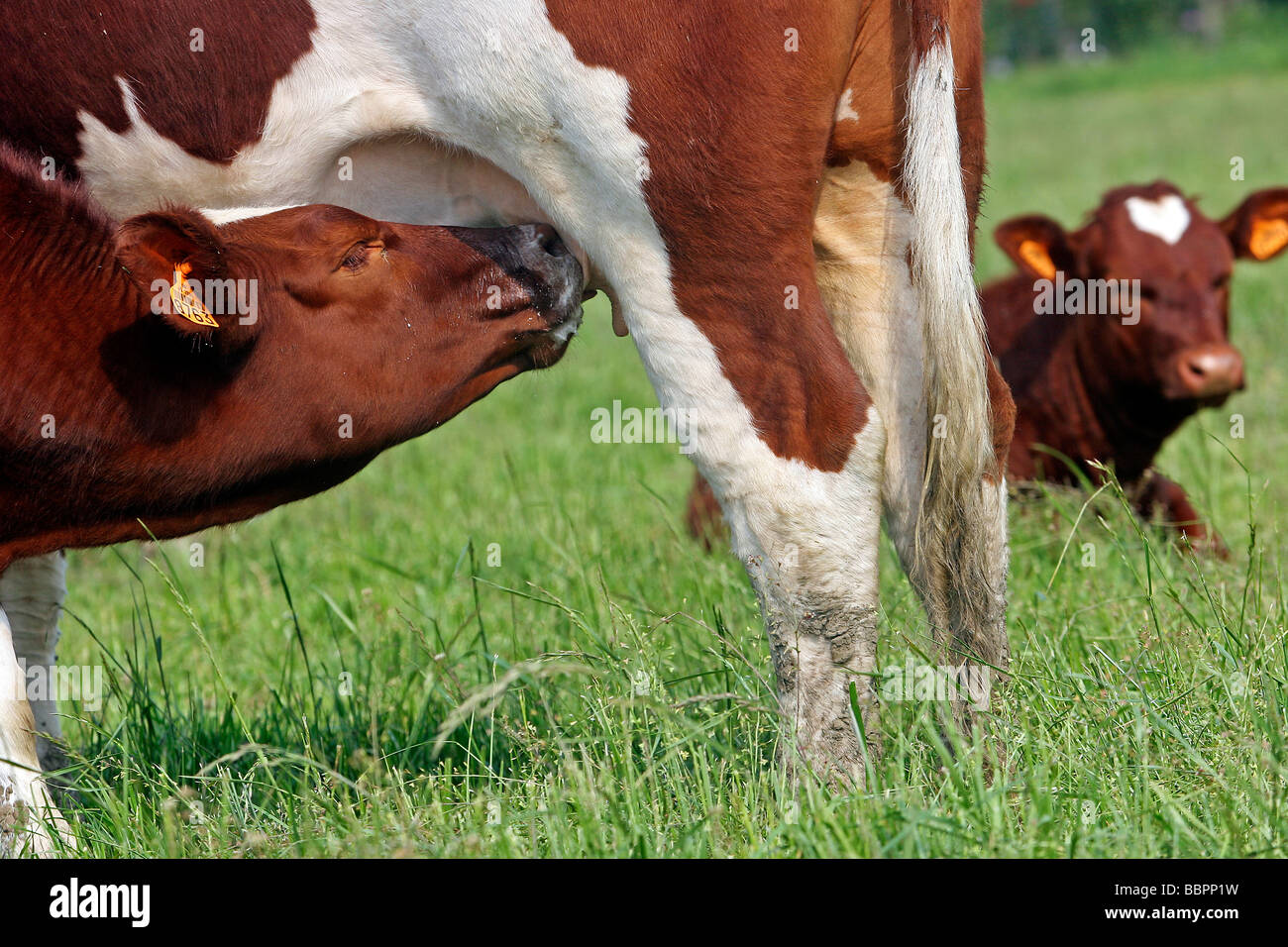 ROUGE DES PRES, MAINE ANJOU COW GRAZING IN A MEADOW Stock Photo - Alamy