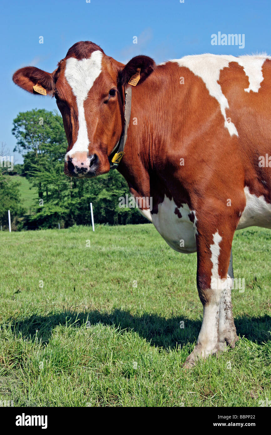 COW OF THE PIE ROUGE DES PLAINES BREED, FINISTERE (29 Stock Photo - Alamy