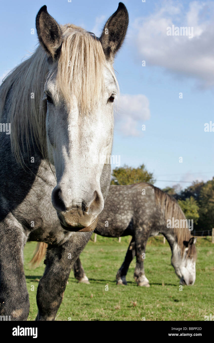 DAPPLED PERCHERON HORSE, PERCHERON HORSE FARM, NOGENT-LE-ROTROU, EURE ...