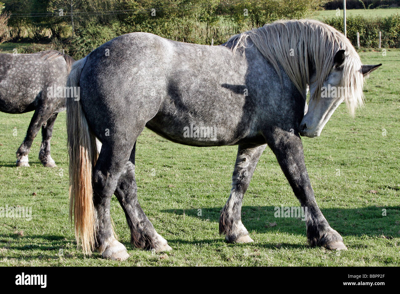 Dapple Grey Percheron Horses
