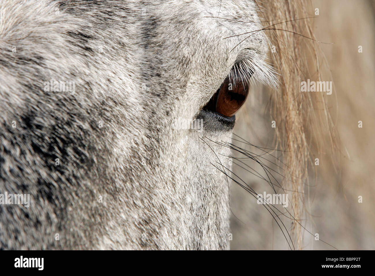EYE, CLOSE-UP OF A DAPPLED PERCHERON HORSE, PERCHERON HORSE FARM ...