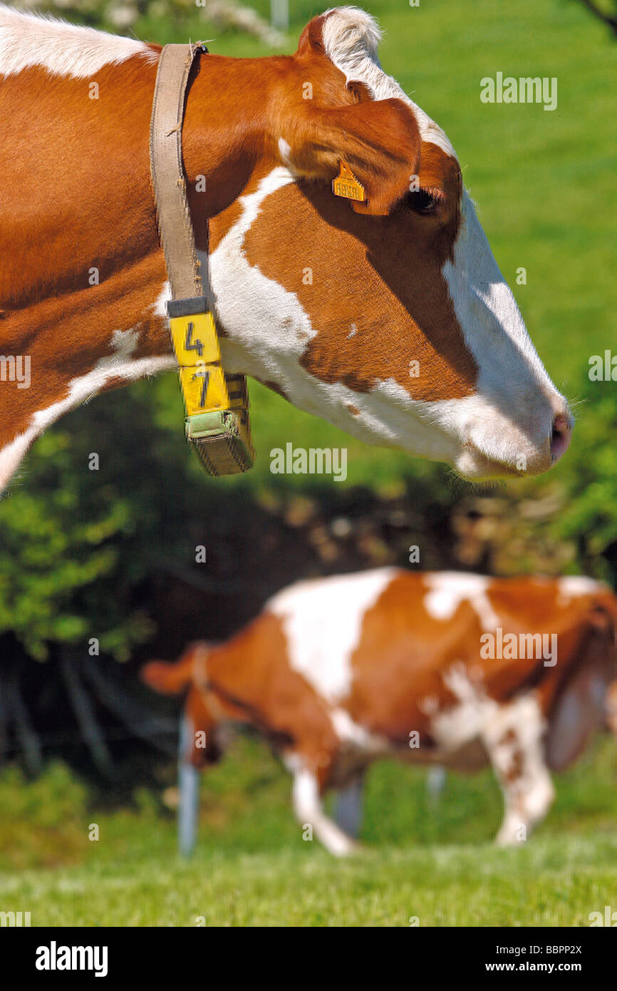 COW OF THE PIE ROUGE DES PLAINES BREED IN THE MEADOW, FINISTERE (29 ...