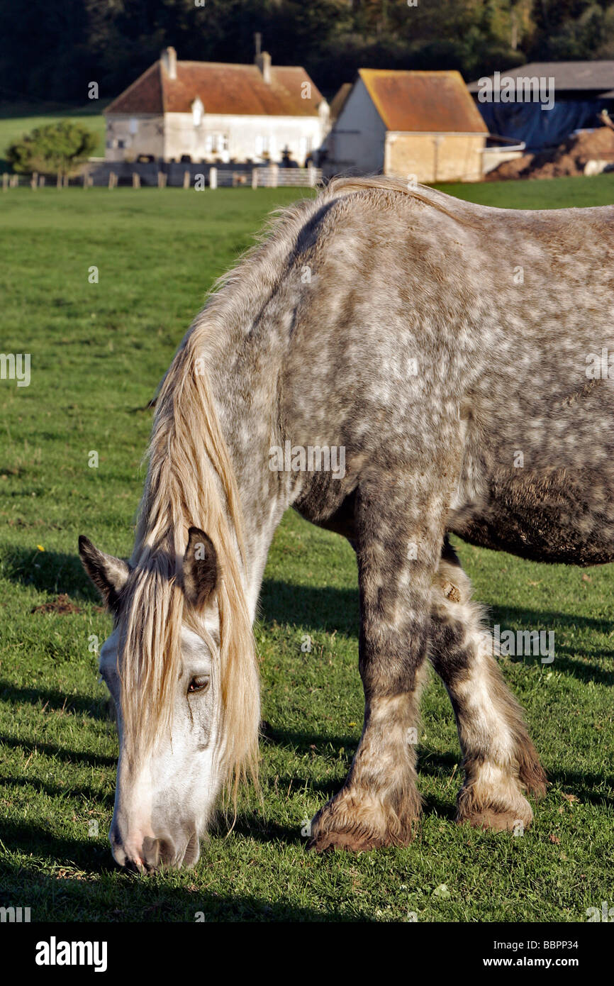 DAPPLED PERCHERON HORSE, PERCHERON HORSE FARM, NOGENT-LE-ROTROU, EURE ...