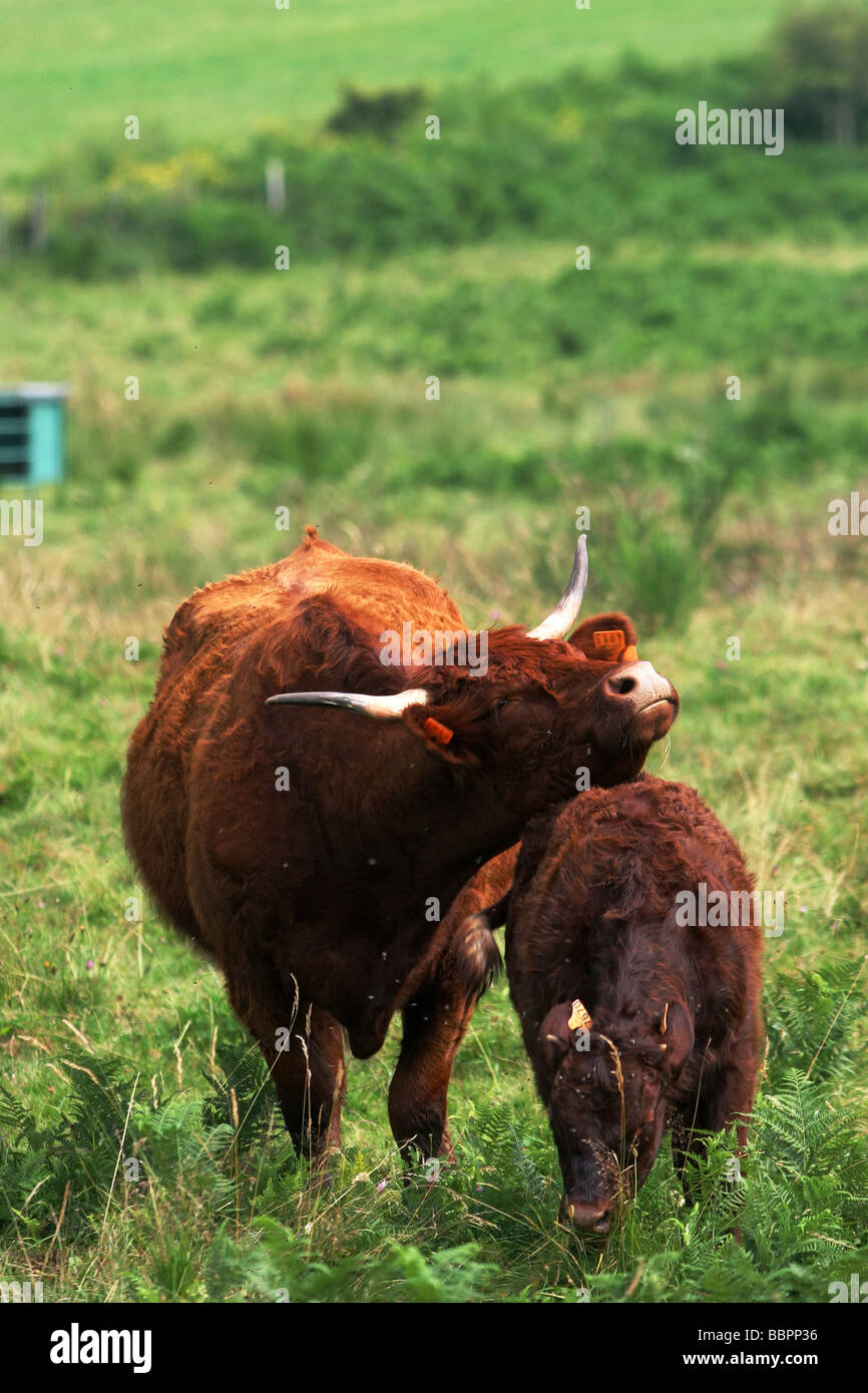 SALERS BREED COWS IN THE MEADOW, CANTAL (15 Stock Photo - Alamy