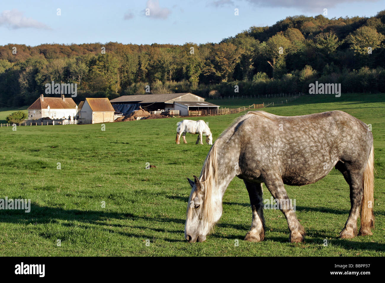 DAPPLED PERCHERON HORSE, PERCHERON HORSE FARM, NOGENT-LE-ROTROU, EURE ...