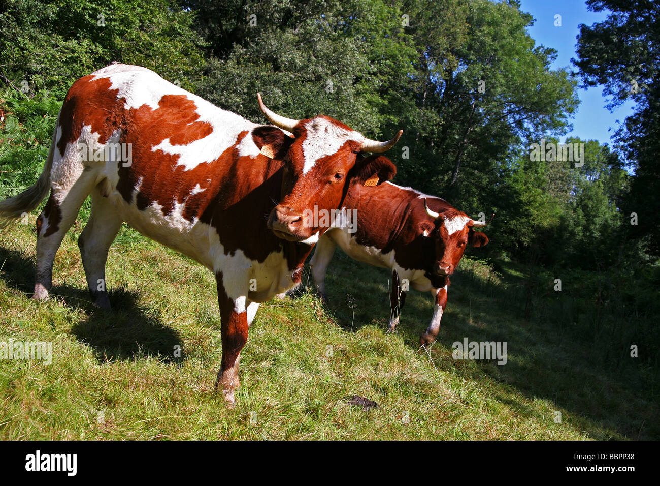 Ferrandaise cow hi-res stock photography and images - Alamy