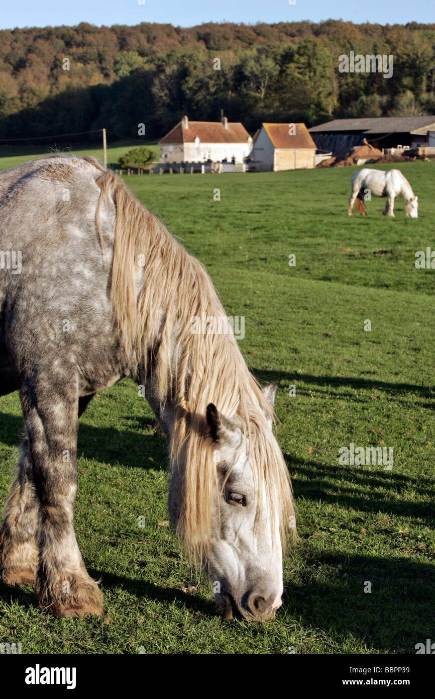 Dappled percheron horse percheron horse hi-res stock photography and ...