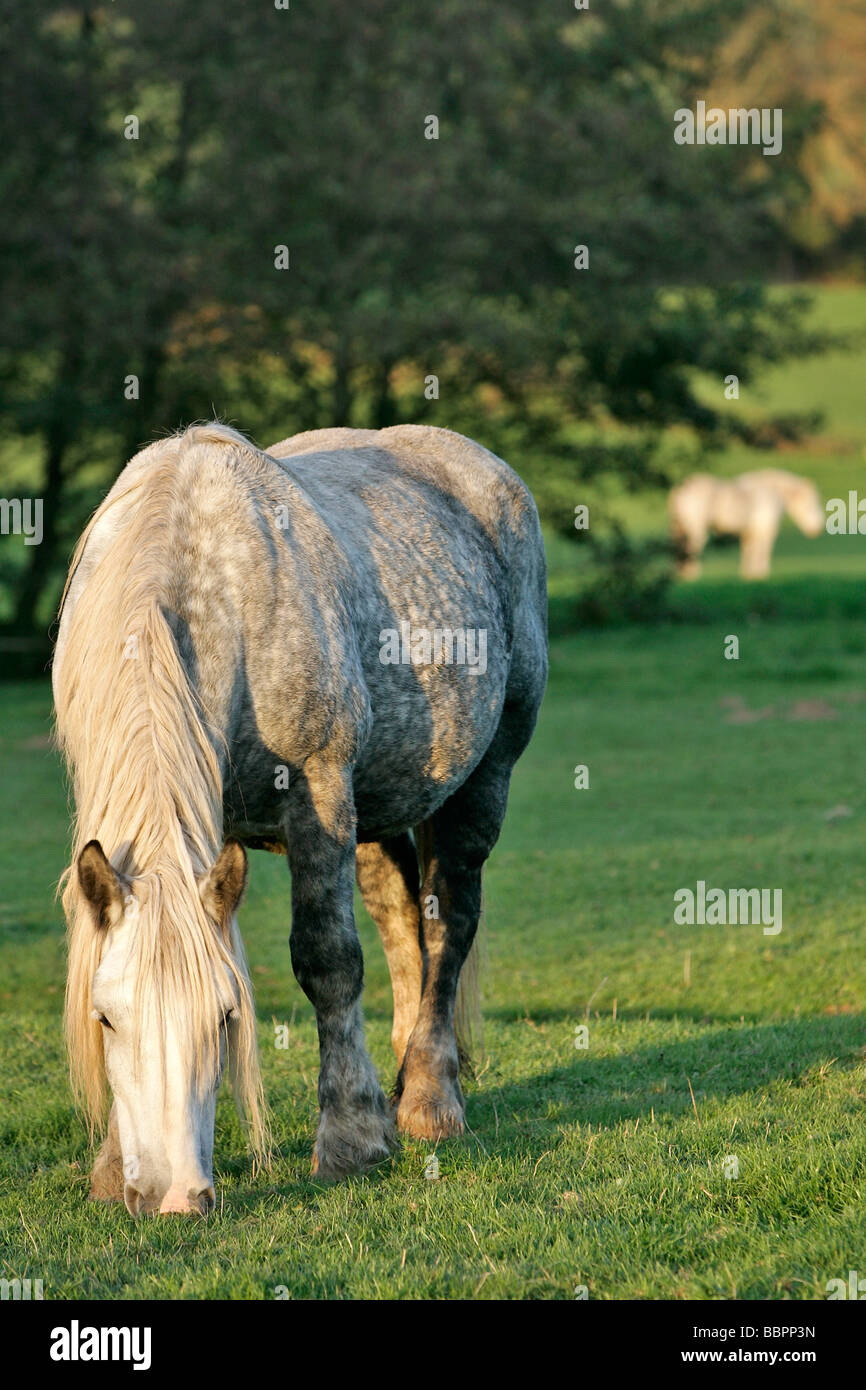 DAPPLED PERCHERON HORSE, PERCHERON HORSE FARM, NOGENT-LE-ROTROU, EURE ...