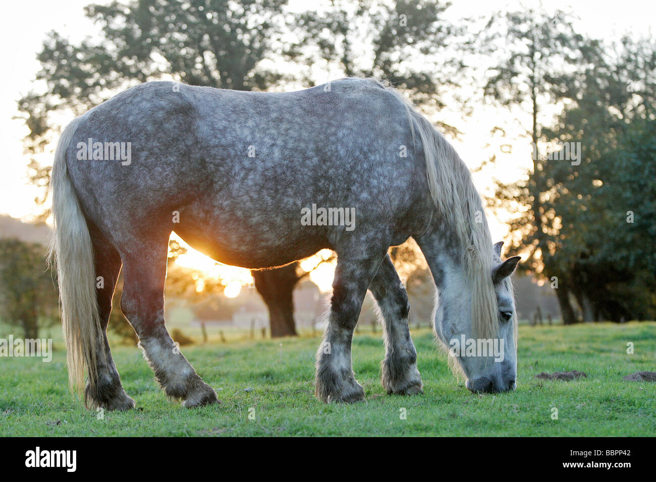DAPPLED PERCHERON HORSE, PERCHERON HORSE FARM, NOGENT-LE-ROTROU, EURE ...