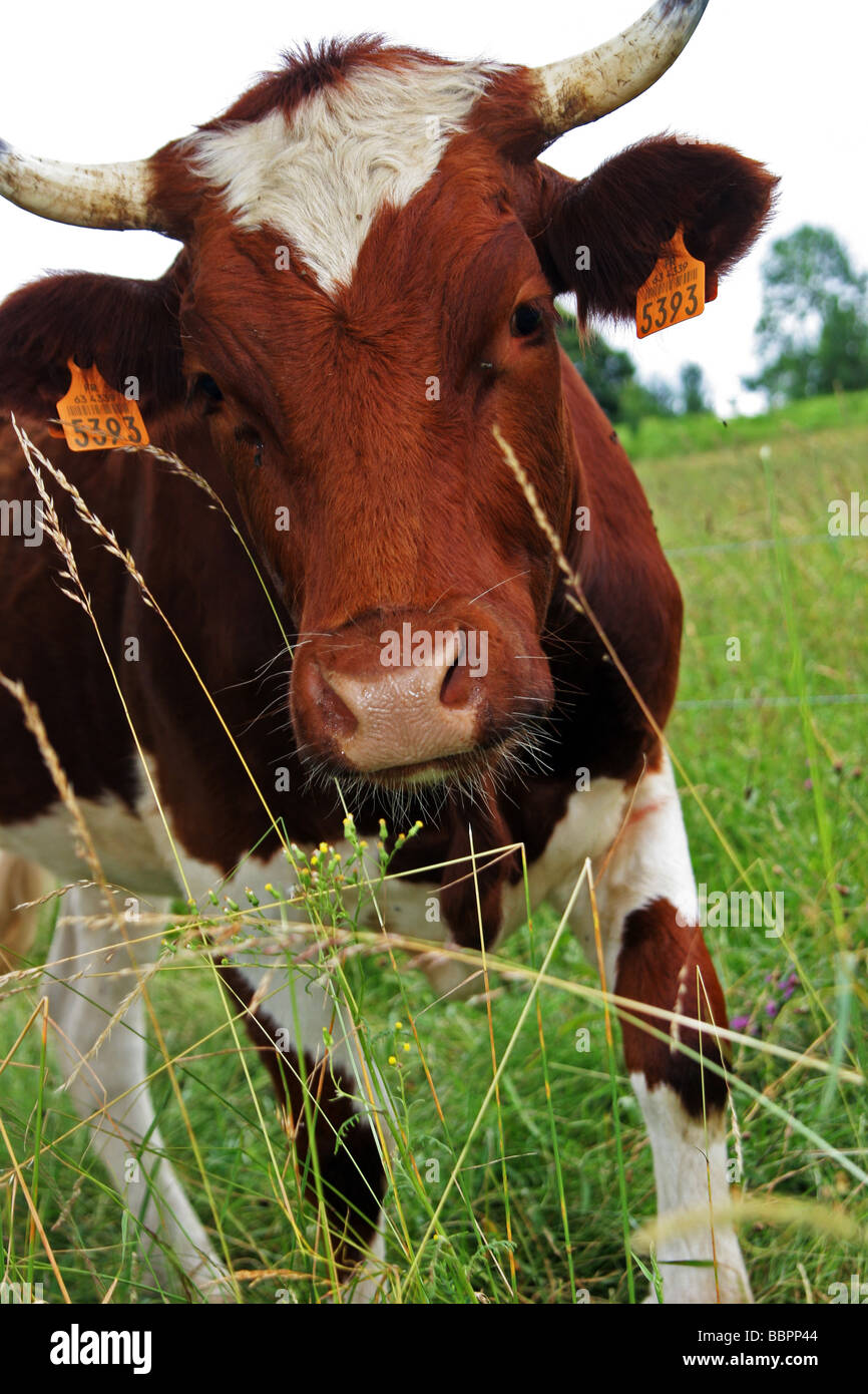 Ferrandaise cow hi-res stock photography and images - Alamy
