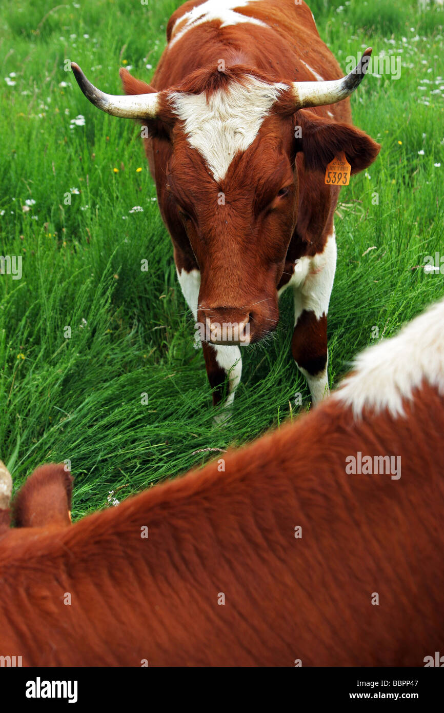 Vertical bovine cattle breeding hi-res stock photography and images - Alamy