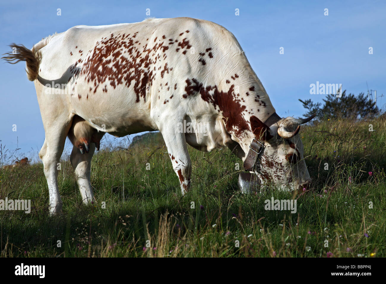 Ferrandaise cow hi-res stock photography and images - Alamy