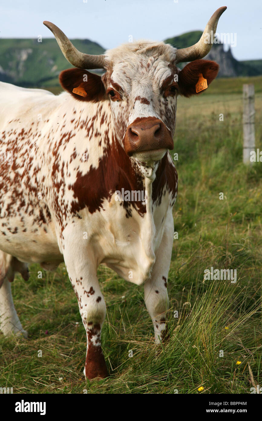 Ferrandaise hi-res stock photography and images - Alamy