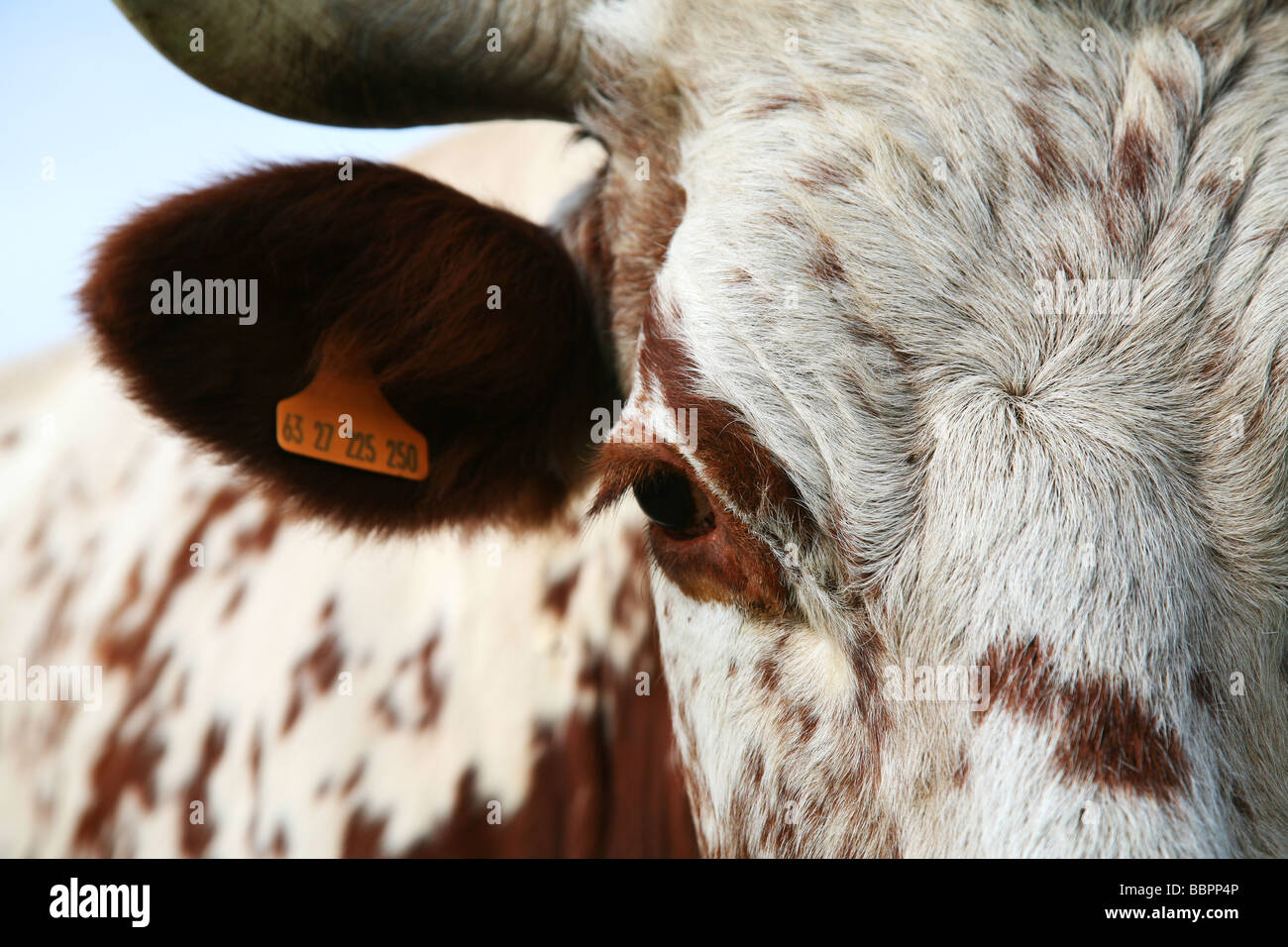 Ferrandaise hi-res stock photography and images - Alamy