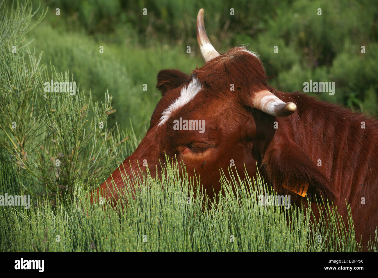 Ferrandaise cow hi-res stock photography and images - Alamy