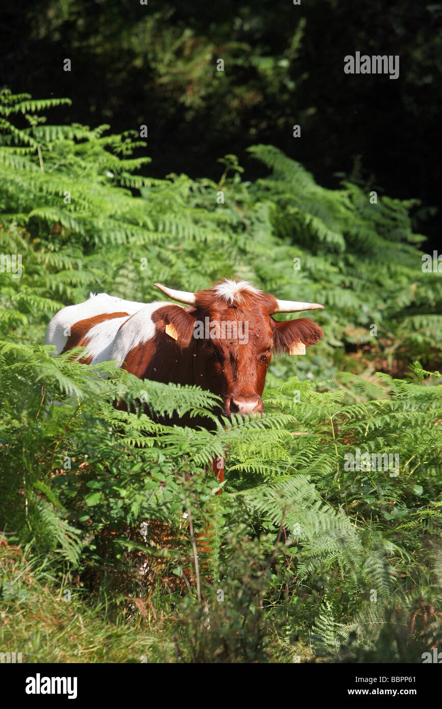 COW OF THE FERRANDAISE RACE, PUY-DE-DOME (63), AUVERGNE, FRANCE Stock ...