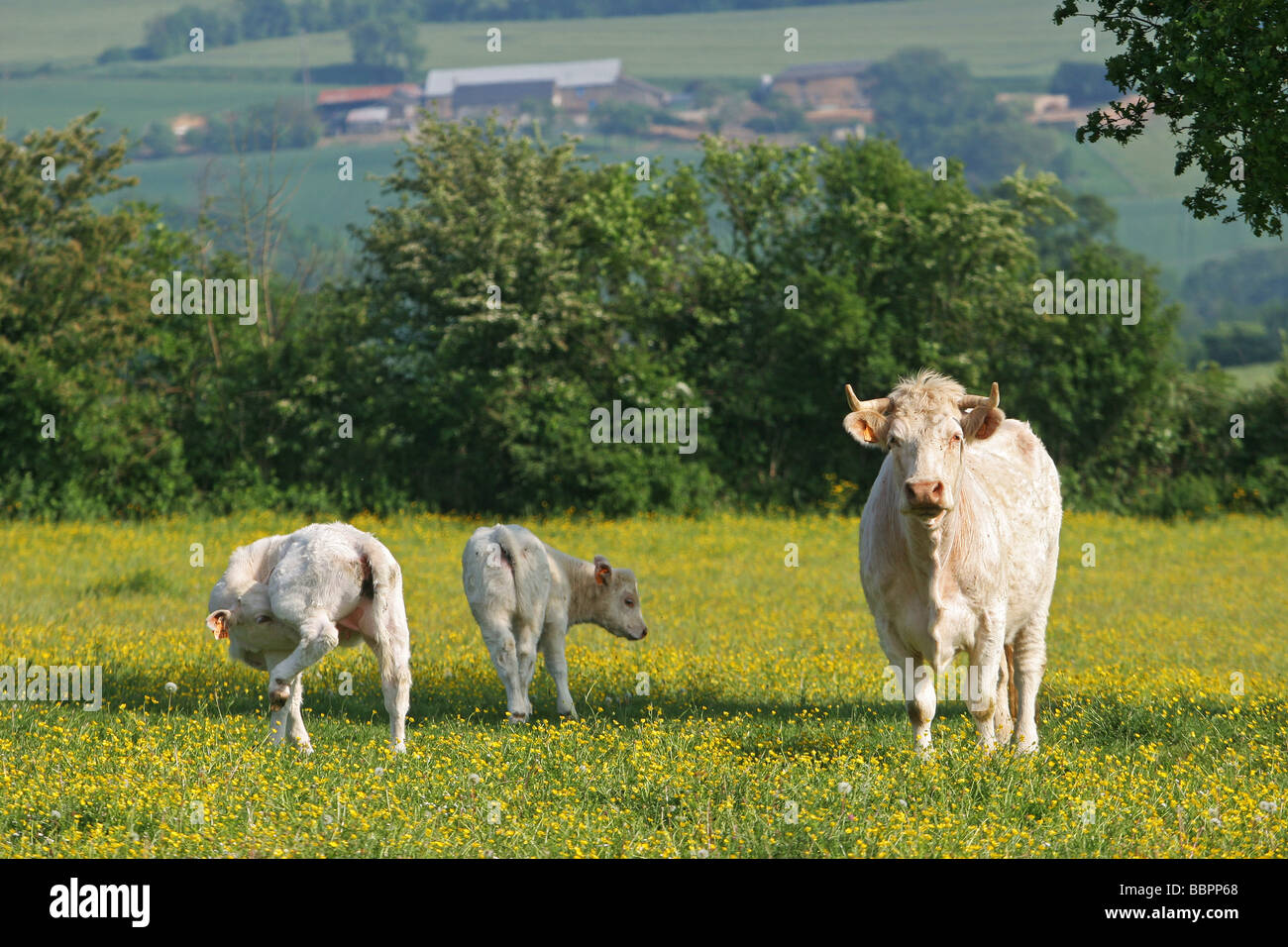CHAROLAIS COW IN A MEADOW, ORNE (61), NORMANDY, FRANCE Stock Photo - Alamy