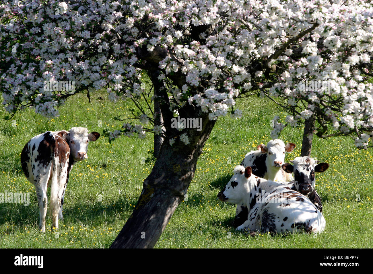 Normandy cow cows and flowering apple tree hi-res stock photography and ...