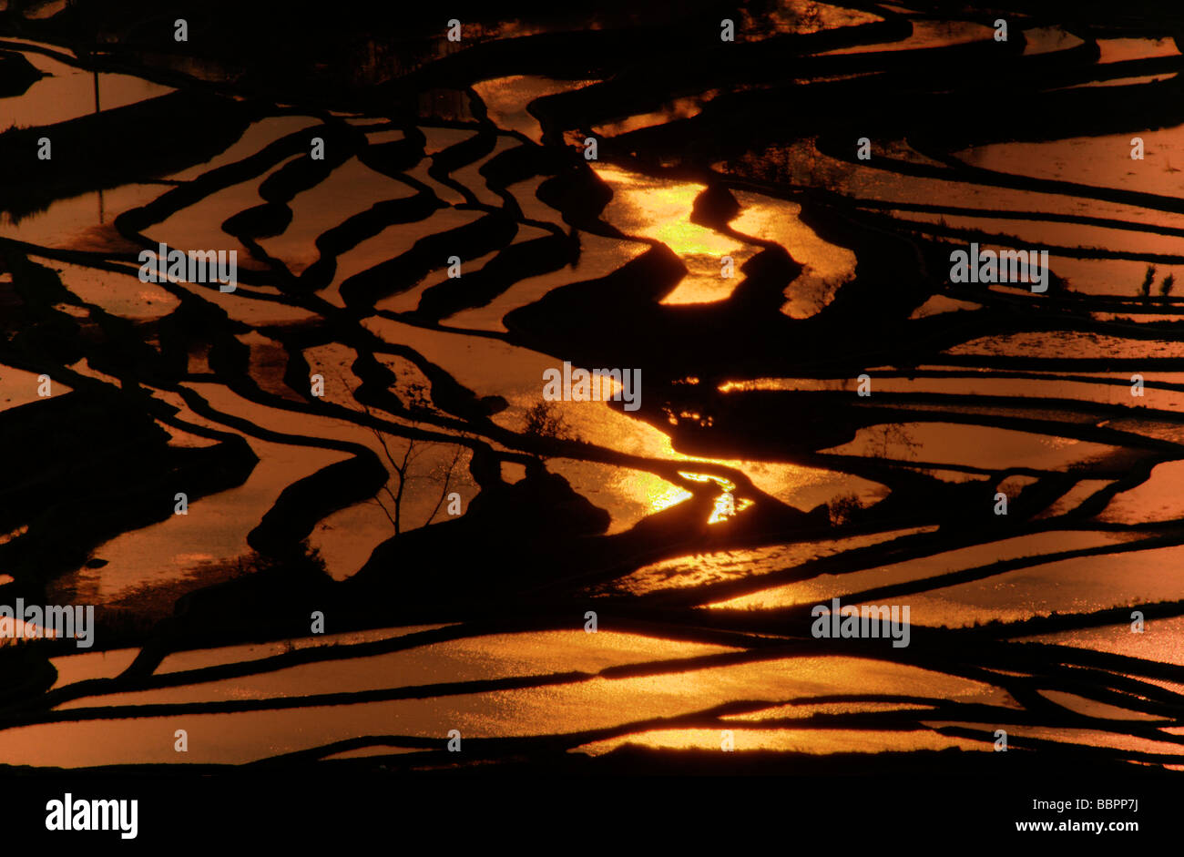 the Longshuba rice terraces at sunset at Yuanyang in Yunnan China Stock ...
