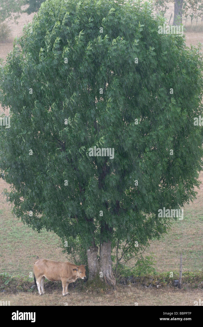 Rain tree cow hi-res stock photography and images - Alamy