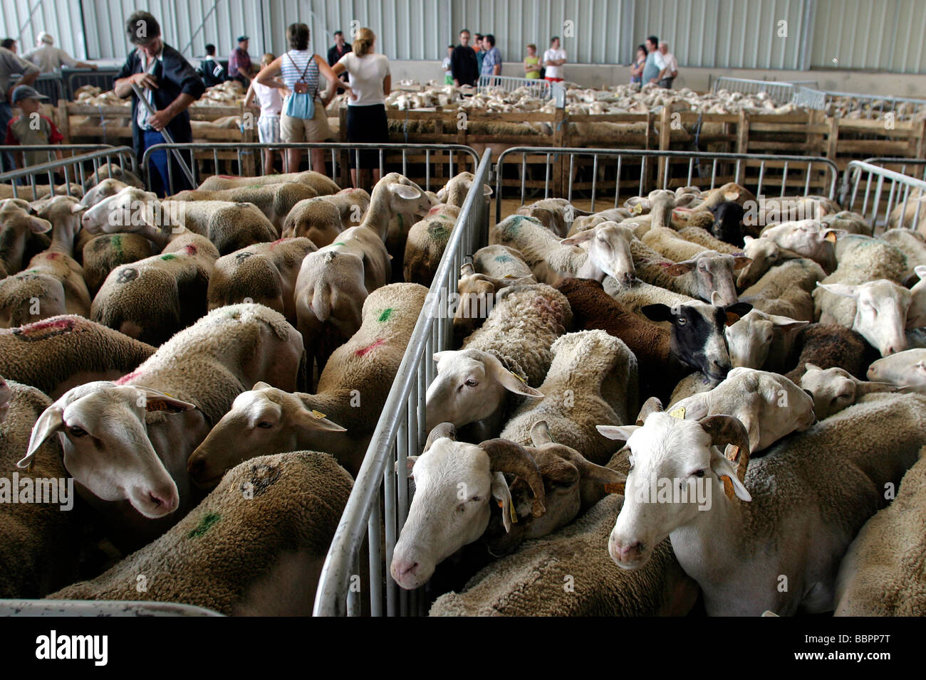 LIVESTOCK MARKET, SALE OF SHEEP Stock Photo - Alamy