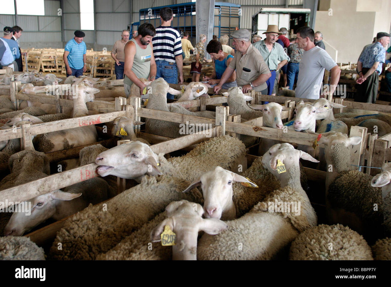 LIVESTOCK MARKET, SALE OF SHEEP Stock Photo - Alamy