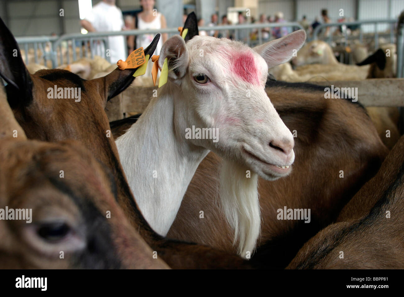 Sale of goats hi-res stock photography and images - Alamy