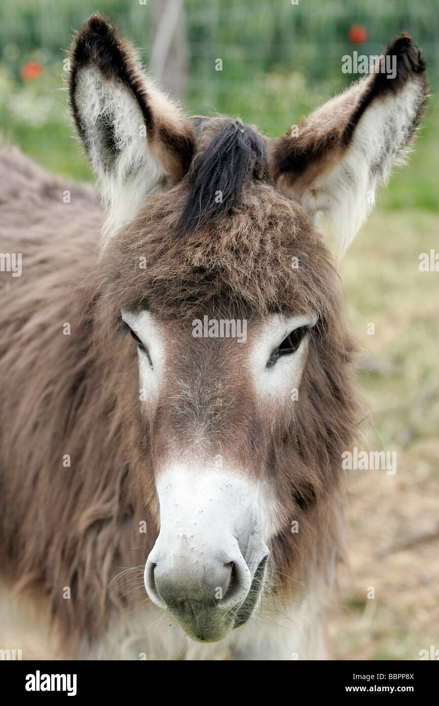 PORTRAIT OF A DONKEY Stock Photo - Alamy