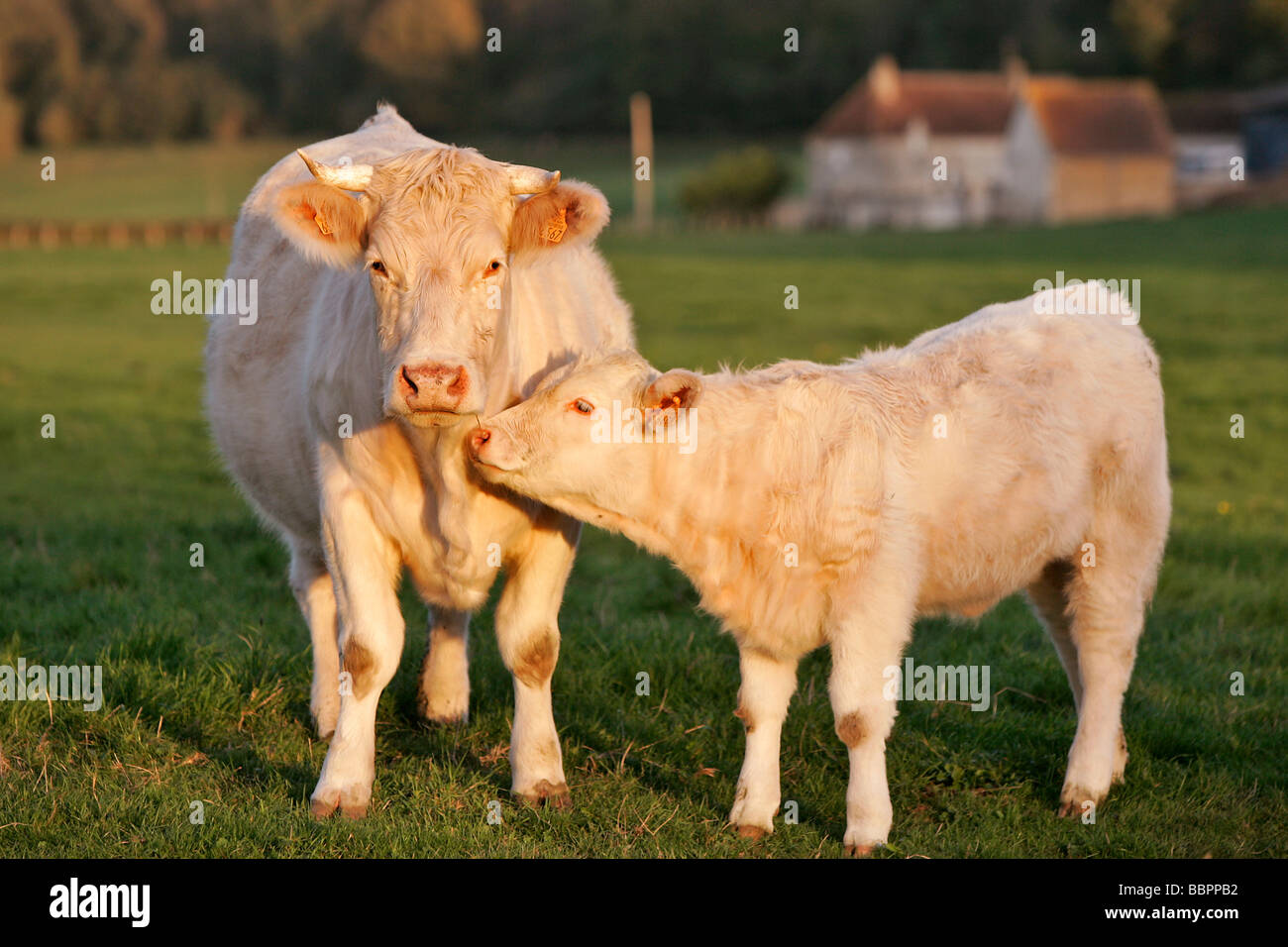 THE COW AND ITS CALF, CHAROLAISE RACE, EURE-ET-LOIR (28), FRANCE Stock ...