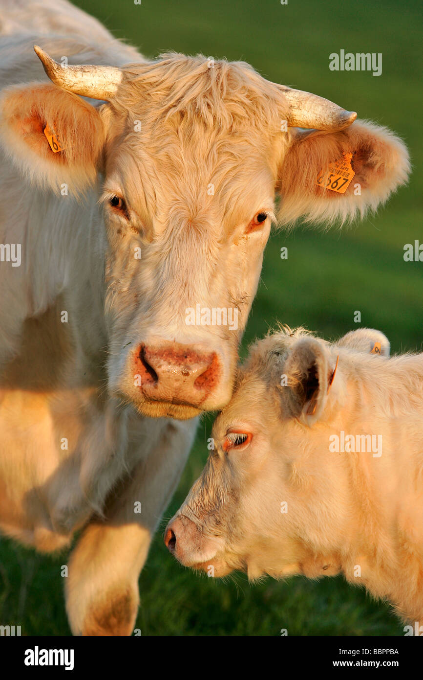 COW AND ITS CALF, CHAROLAISE RACE Stock Photo - Alamy